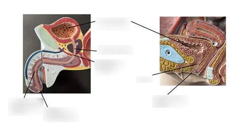 Urinary 7 Diagram Quizlet
