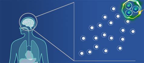 神经炎症应用方案上新啦！小胶质细胞的功能表型研究 知乎