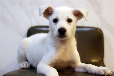 잠실 2018 0712 브리티쉬숏헤어분양 토이푸들분양 애완견분양 폼피츠분양 유기묘무료분양 말티푸분양 강남고양이분양 말티즈분양 강아지입양 고양이입양 도그마루 보호소