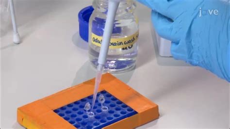 Video Immunofluorescence Staining Of Drosophila Brains For The Single