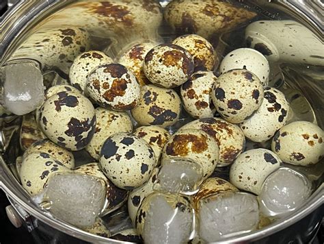 How To Cook Quail Eggs Hard Boiled At Lori Santiago Blog