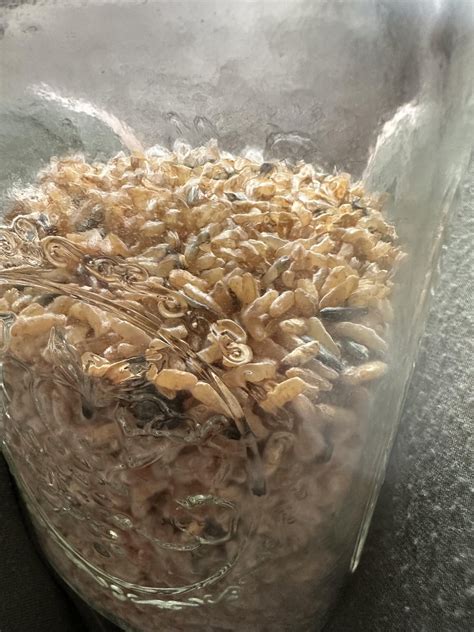 Ive Never Had This Happen Im Guessing Some Kind Of Contam R Bluspore