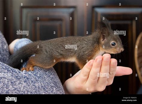 Dinkelsbuehl Germany 31st Mar 2016 Kerstin Kaden Holds Up A 10 Week