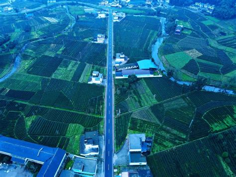 三方抱团发展 雅安名山茶产业加速跑四川在线