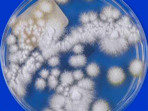 Labopart Trichophyton Mentagrophytes