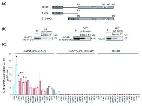 The N Terminal Domain Of Eif3c Interacts With Selenoprotein Mrnas A Download Scientific
