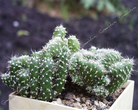 Опунция цилиндрическая 'Кристата' (цилиндрика) - Опунция - Кактусы ...