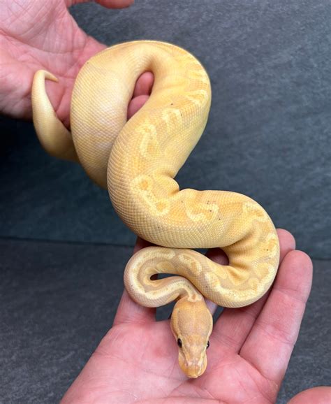 Banana Sunset Ball Python By Alz Morphs Morphmarket