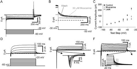 Voltage Clamp Protocols Used To Examine Four Currents In Sympathetic Download Scientific