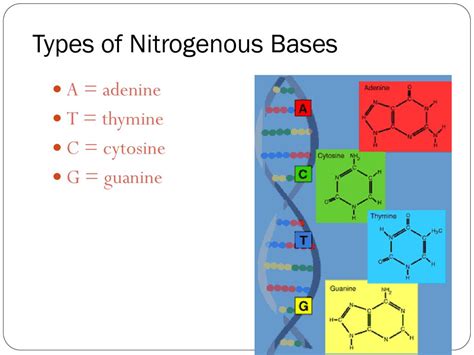 Dna And Rna Ppt Download