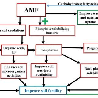 Conceptual Framework Is Illustrating That Amf Fungi Under Elevated Co2