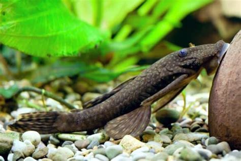 Sucker Fish Species Info Pictures And Care Guide