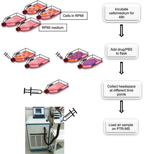 The Experimental Model—flow Chart Download Scientific Diagram