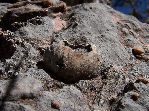 Brachiopod Or Bivalve Fossil Id The Fossil Forum