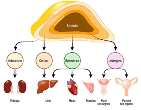 Adrenal Disorders Flashcards Quizlet