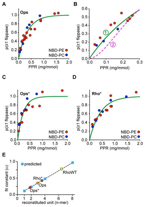 Constitutive Phospholipid Scramblase Activity Of A G Protein Coupled