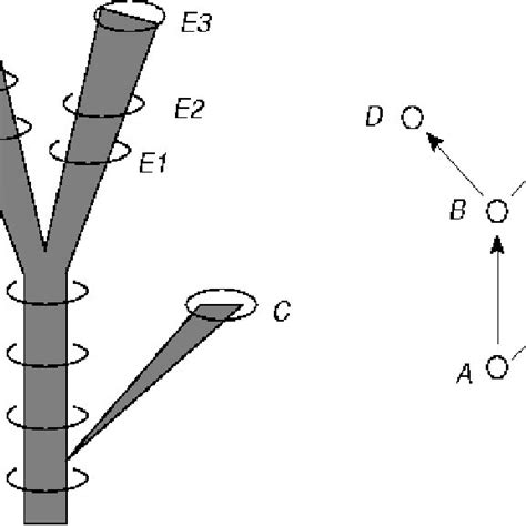 A An Example Of A Phylogenetic Tree Indicating The Evolutionary Download Scientific Diagram