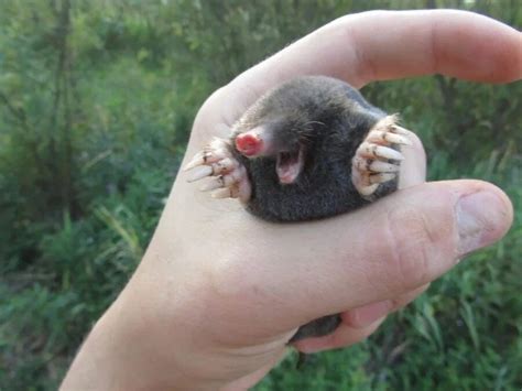 Кроты всю свою жизнь живут под землей роют норы и питаются различными червями насекомыми и