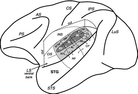 Schematic View Of The Macaque Left Hemisphere Showing The Location And Download Scientific