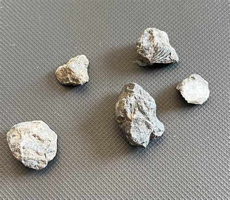 Bivalve Fossils In Appalachians What Species Are These Rfossilid