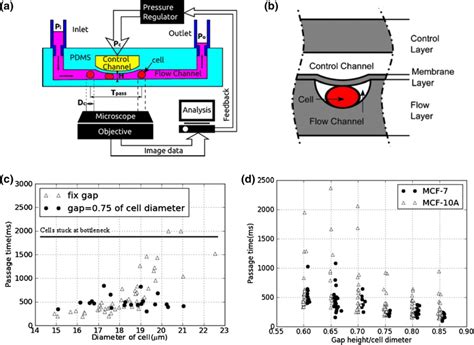 a schematic of the size independent cell deformability cytometry b