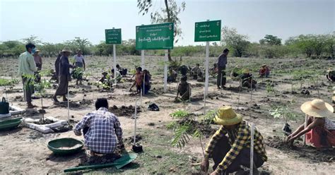 မြင်းမူမြို့နယ်တွင်မိုးရာသီ စုပေါင်းသစ်ပင်စိုက်ပျိုးပွဲ ကျင်းပ Information And Public