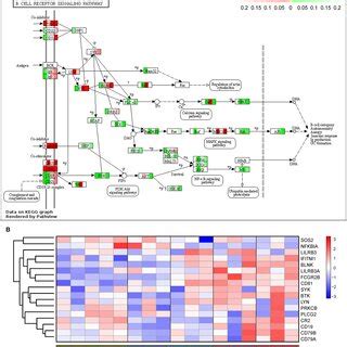 B Cell Receptor Signaling Pathway In Response To Monocrotaline MCT Download Scientific