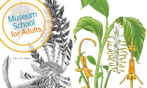 Creating Botanical Illustrations Using Layered Media Springfield Museums