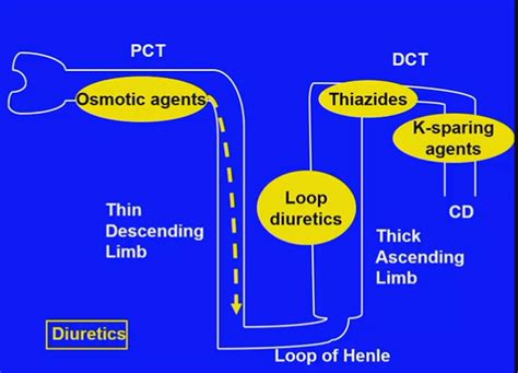 Diagram Of Diuretics Quizlet