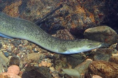リュウキュウアユ オオウナギ ヒラヨシノボリ ヨロイボウズハゼ 奄美大島