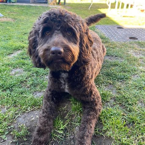 A Brown Dog Standing On Top Of A Lush Green Field