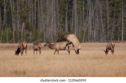 3 213 Elk Mating Images Stock Photos Vectors Shutterstock