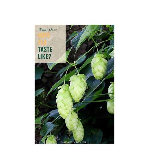 What Does Hops Tea Taste Like Tea In Abstraction