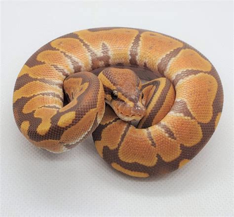 Ball Python Care Sheet Firststrike Reptile Supplies