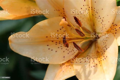 여름 정원에서 만개 아름다운 복숭아 백합 Lilium복숭아 백합 꽃 배경 큰 베이지 타이거 릴리 꽃의 클로즈업 자연 환경에서 사진 녹색 배경에 꽃 0명에 대한 스톡 사진 및