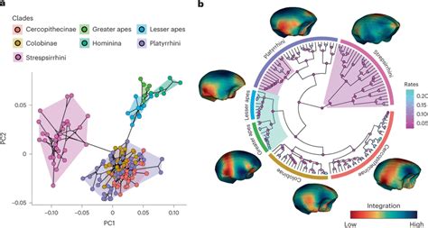 Macro Evolution Of Primate Brain Morphology And Covariation A Pc1 Pc2 Download Scientific