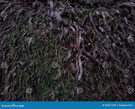 Palm Tree Roots Close Up View Stock Image Image Of Tree Jungle