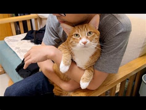 当老公出差后我彻底认识到家里的猫根本不把我放眼里 YouTube