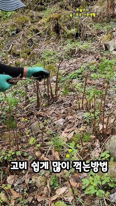 고비 군락지 쉽게 찾고 많이꺽는방법 숲속 고기 덩어리라 불리는 이유 Youtube