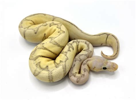 Killer Bee Ball Python