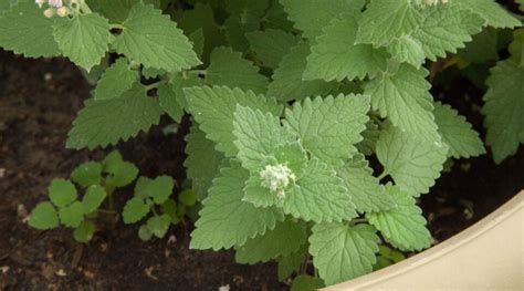 How To Plant Grow And Care For Catnip
