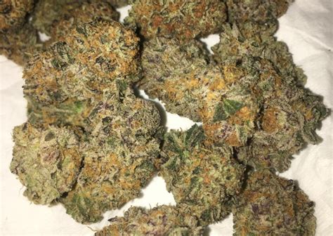 Super Glue Vs Gorilla Glue Weed Strain Which One To Choose Jaxtr