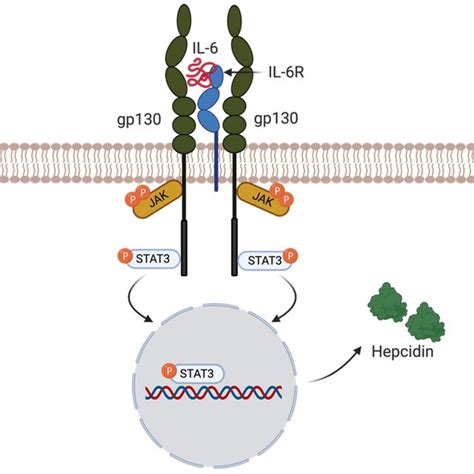Inflammation Triggering Hepcidin Expression The Inflammatory Cytokine