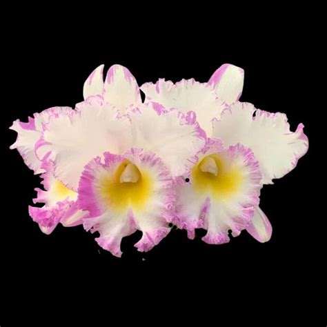 The Top 50 Most Beautiful Cattleya Orchids Species La Foresta Orchids