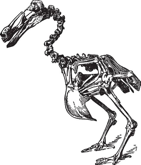 Dodo Skeletonvintage Illustration Black Bird White Vector Black Bird