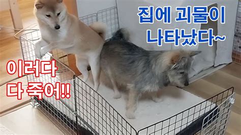 우리집에 괴물이 나타났어요 과연 괴물의 정체는 YouTube