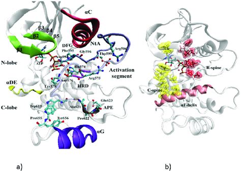 A Scheme Of B Raf Kinase Complexed With Atp Indicating The Conserved Download Scientific