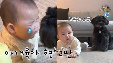 육아 브이로그 5개월 아기 배밀이 성공 후 강아지 현실 반응🙄 애개육아 친해지길바래👶🏻🐶 Youtube