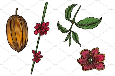 Hand Drawn Cocoa Beans Set In Color How To Draw Hands Cocoa How To