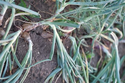 양파는 수확 할 준비가되었습니다 양파는 정원에서 자랍니다 양파 뿌리 채소의 클로즈업 선택적 초점 0명에 대한 스톡 사진 및 기타